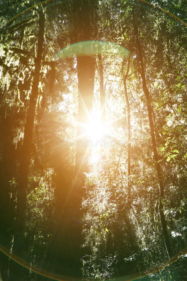 Forest light stock photo. Image of light, sunlight, bright - 152169242