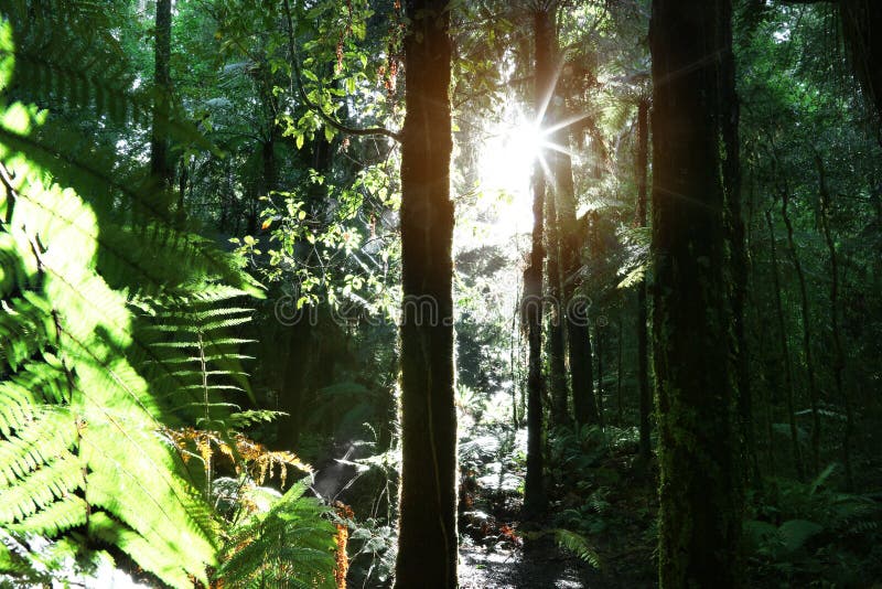 Forest light stock image. Image of outdoor, morning - 152961489