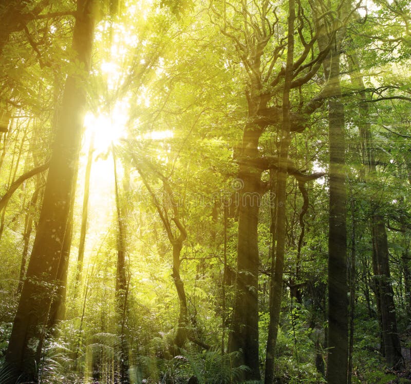 Forest light stock image. Image of beam, tree, light - 44790225