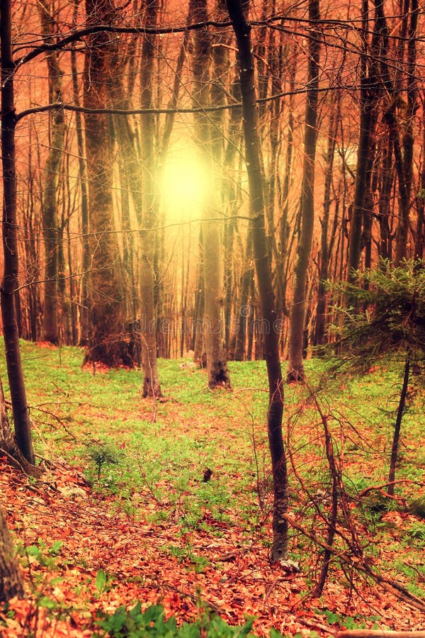 Forest and light stock photo. Image of forest, light - 31882394