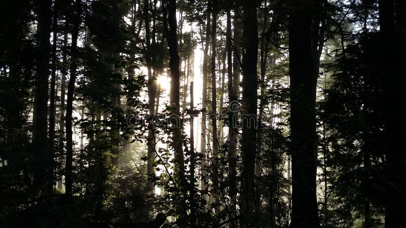 Forest light trees stock photo. Image of nature, light - 93400202