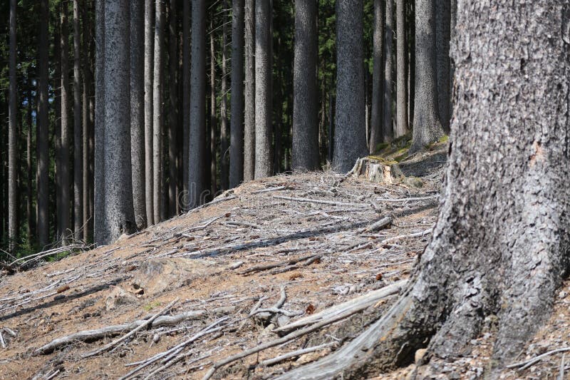 Forest after Lightning Strike Stock Image - Image of coniferous, sparse ...