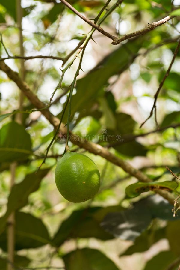 Forest lime in the nature stock image. Image of plant - 96489907