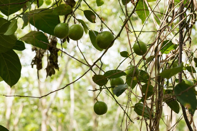 Forest lime in the nature stock photo. Image of lime - 96489850