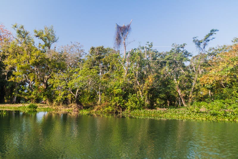 Forest Lining the Rio Dulce River, Guatema Stock Photo - Image of palm ...