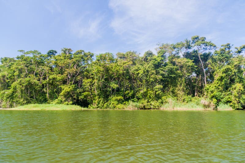 Forest Lining the Rio Dulce River, Guatema Stock Image - Image of palm ...