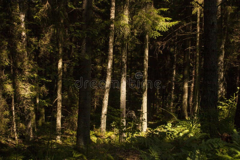 Forest in Lithuania stock photo. Image of areas, primordial - 188715954