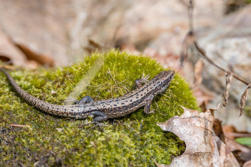 Forest Lizard on the Ground in Grass with Leaves and Foliage in the ...