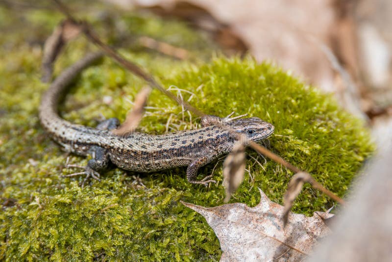 Forest Lizard on the Ground in Grass with Leaves and Foliage in the ...
