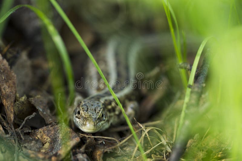 Forest Lizard Hidden in the Grass Stock Image - Image of sweet, animal ...