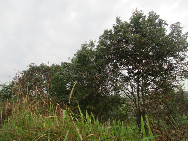 Lompong Forest Valley stock image. Image of tree, meadow - 257878857