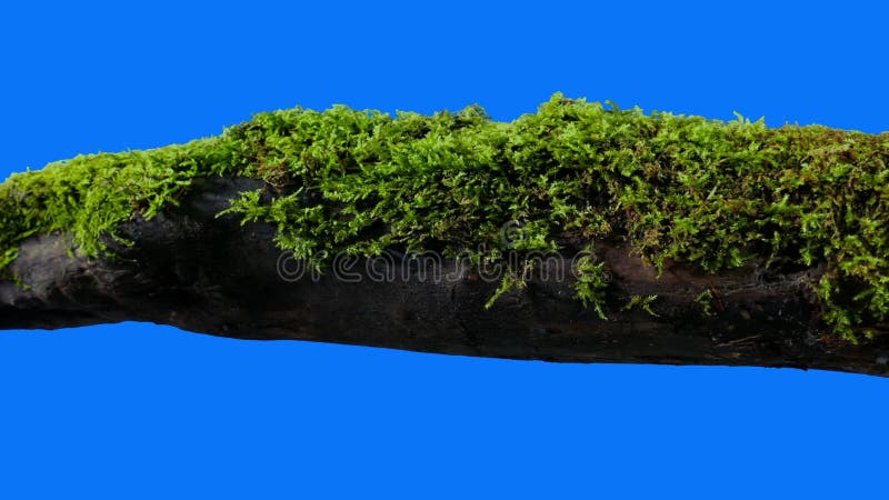 Forest Log Cut Out on Blue Screen Compositing Element Stock Video ...