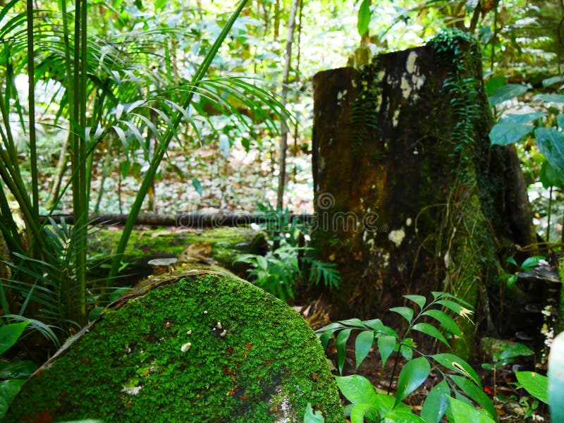 Forest log fern stock photo. Image of fern, leaves, green - 109875962