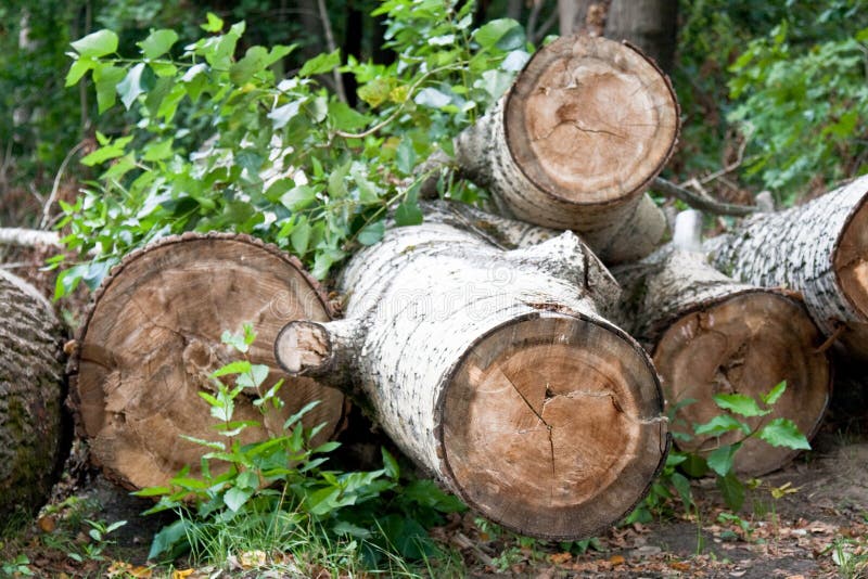 Forest logging stock photo. Image of forestry, horizontal - 22546730