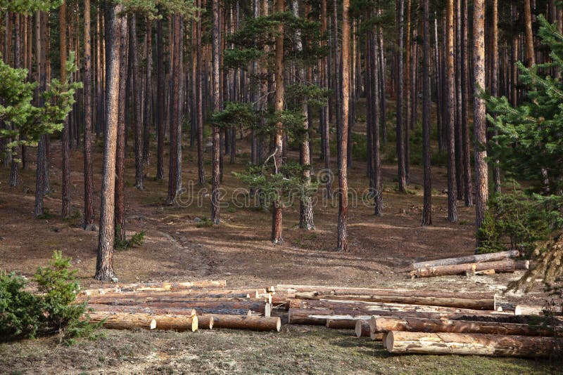 Forest Logging stock image. Image of outdoors, nature - 28795613