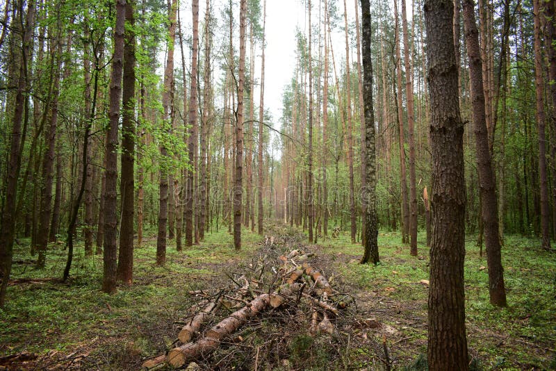 In the Forest, Logging. the Grass is Green Around Tall Slender Trees ...