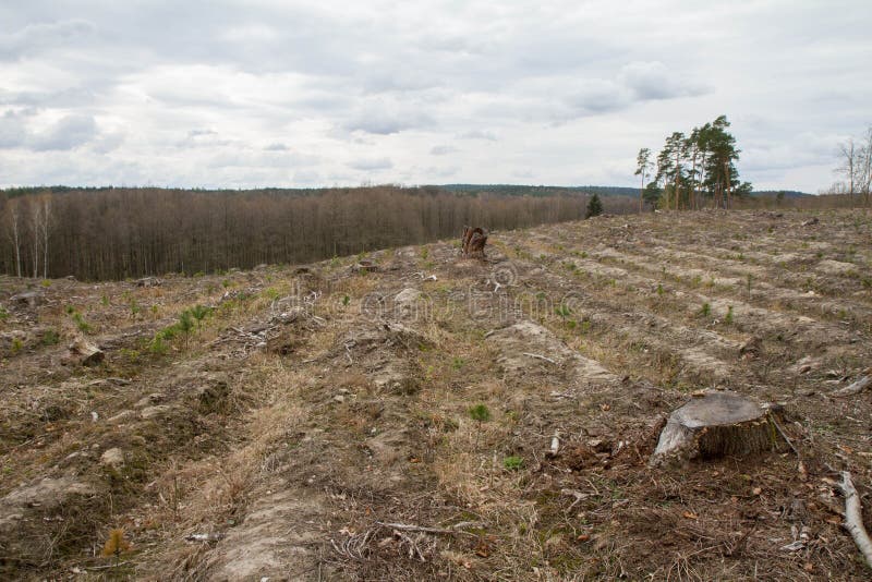 Forest after logging stock image. Image of branch, landscape - 246604561