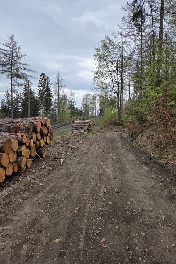 Forest Logging Scene on Overcast Day Featuring Stacked Timber and Dirt ...