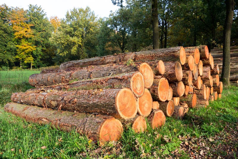Chopped Tree Logs on a Woodpile for the Forestry Industry Stock Photo ...