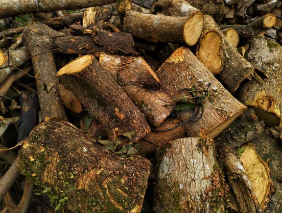 Forest Logs are Collected after Being Cut Using a Chainsaw Stock Photo ...