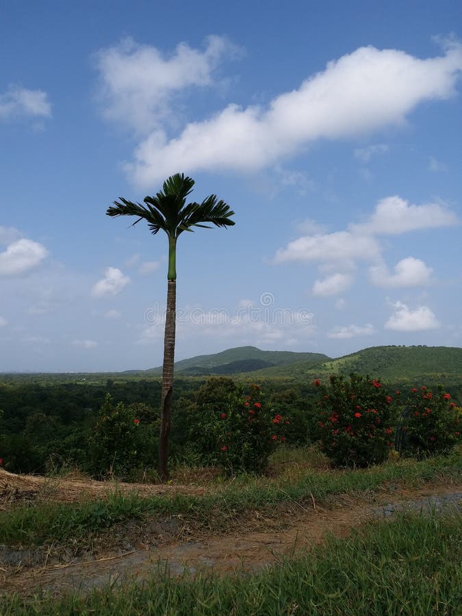 Forest Lonely Tree Cloudy Sky Stock Photo - Image of cloudy, tree ...