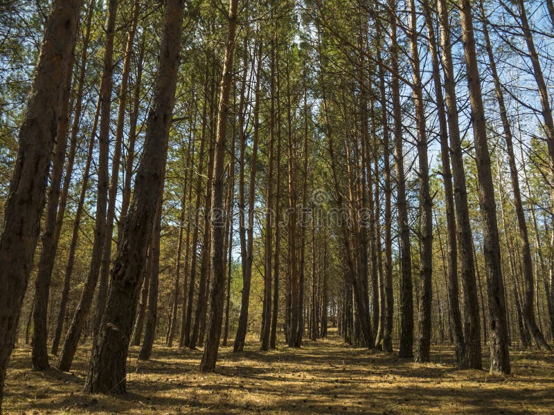 A Forest with Long Trunks of Spruce Trees, Partially Burnt from Below ...