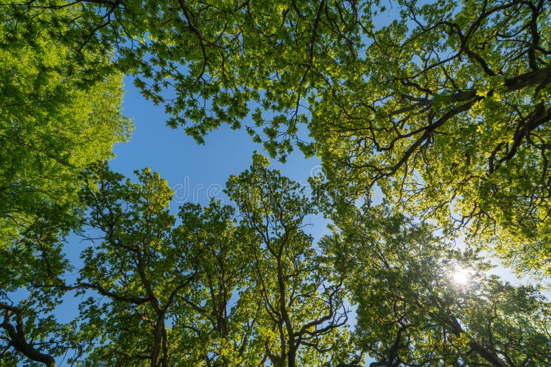 Forest looking up stock image. Image of summer, deciduous - 184729123