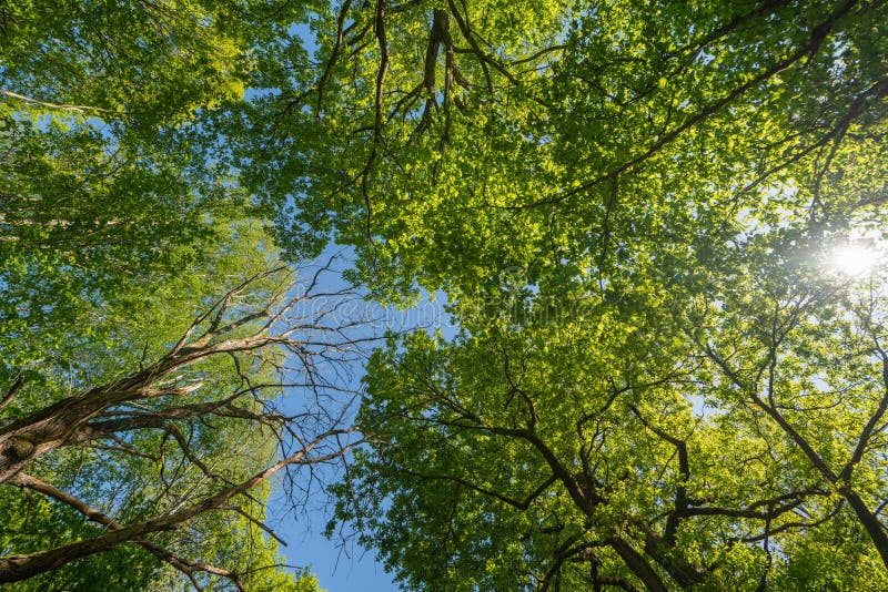 Forest looking up stock photo. Image of flora, beauty - 184729216