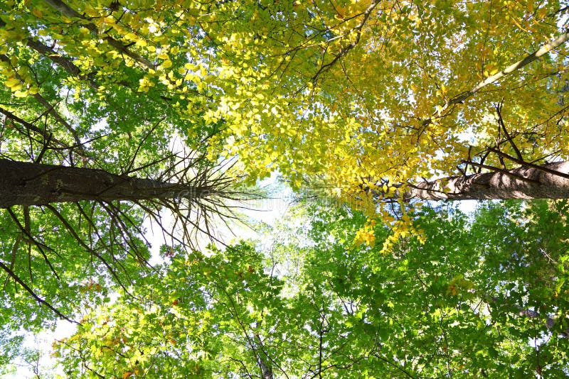 The forest looking up stock image. Image of beauty, natural - 61064623