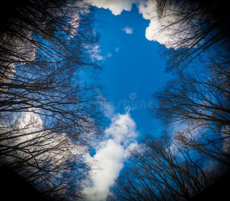 In the forest looking up stock image. Image of season - 272636783