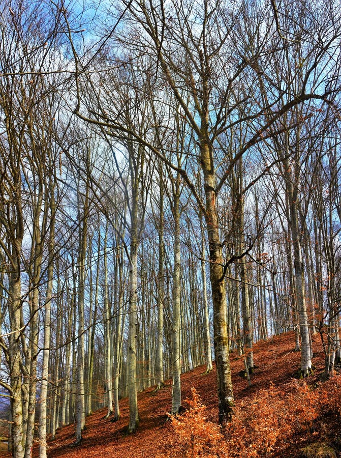 Forest with a Lot of Tall Bare Trees - Great for a Nature-themed ...