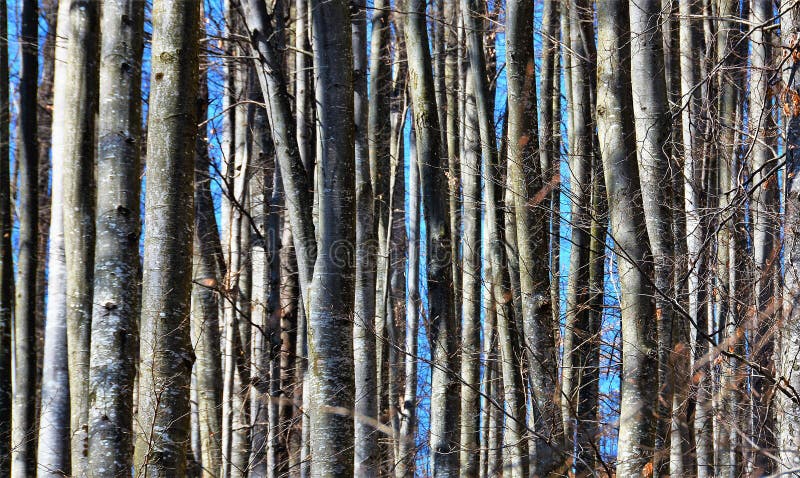 Forest with a Lot of Tall Bare Trees - Great for a Nature-themed ...