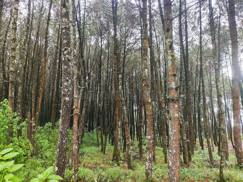 The Forest stock photo. Image of jungle, trees, forest - 373153350
