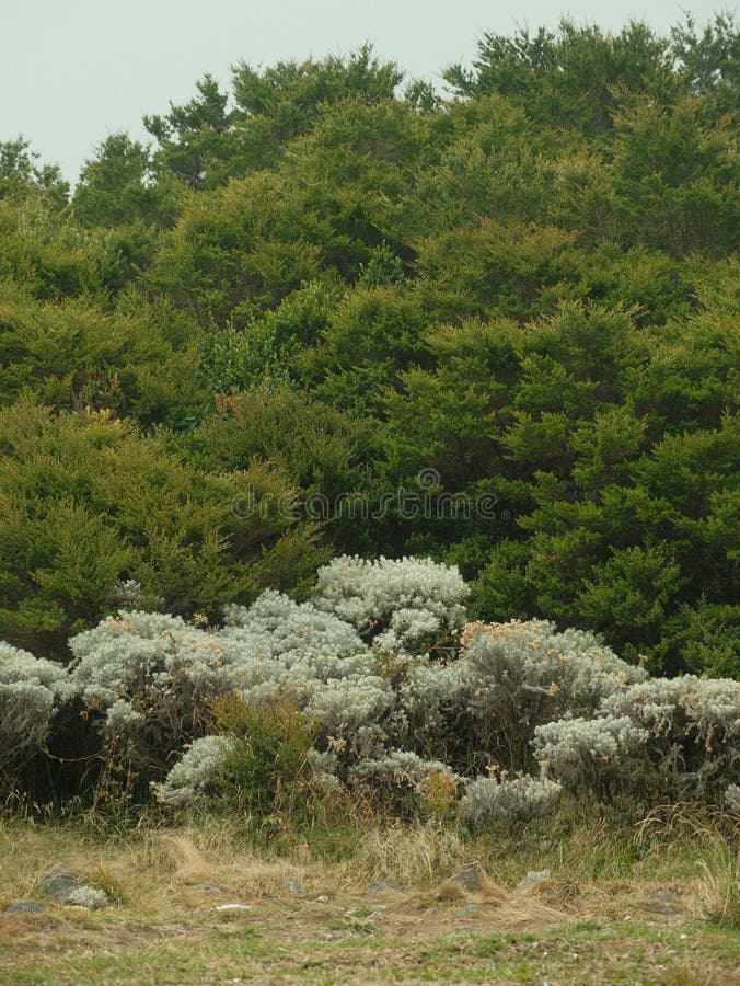 A Forest with a Lot of Trees Stock Photo - Image of bush, landscape ...