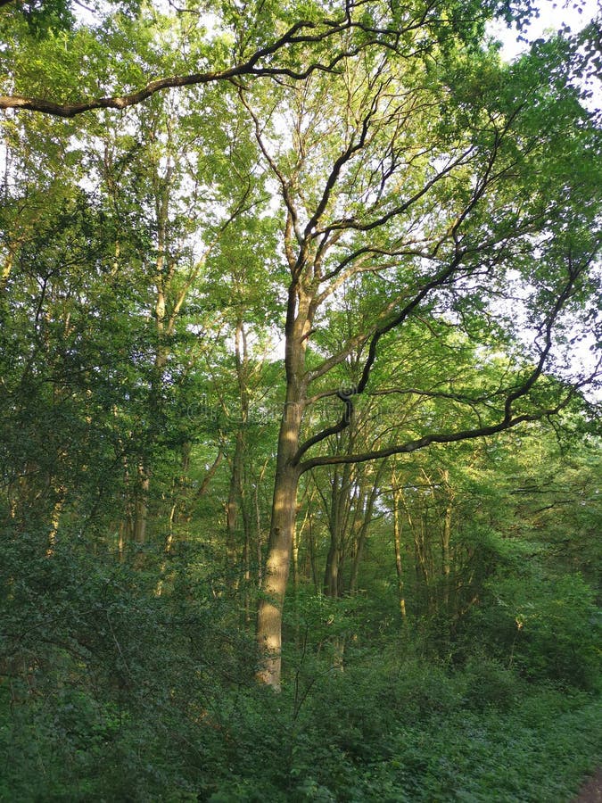 Forest with a Lot of Trees and Green Leaves Stock Image - Image of ...