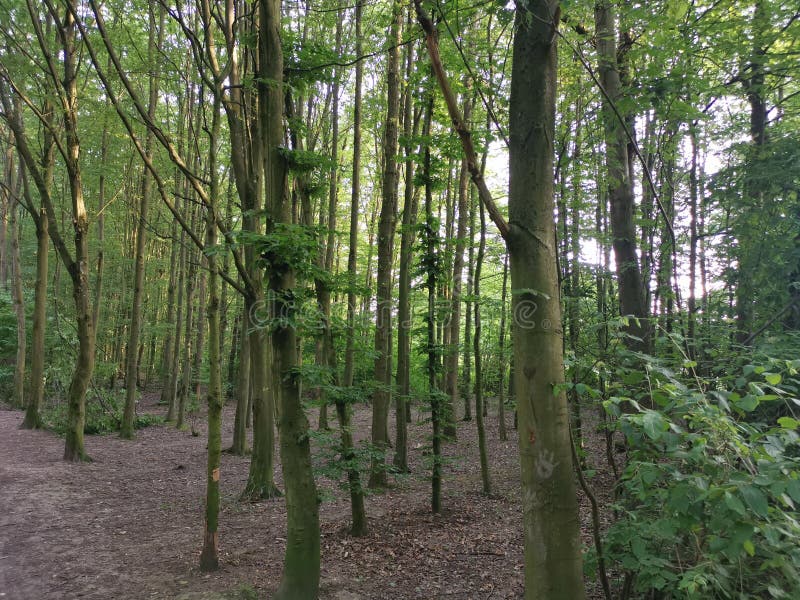 Forest with a Lot of Trees and Green Leaves Stock Photo - Image of wood ...