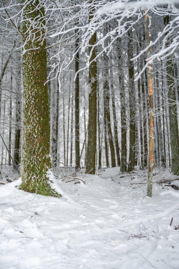 Forest, Lots of Tree Trunks in the Winter with Snow Stock Photo - Image ...