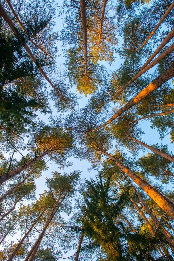 Forest low angle stock photo. Image of angle, wild, wallpaper - 86101754