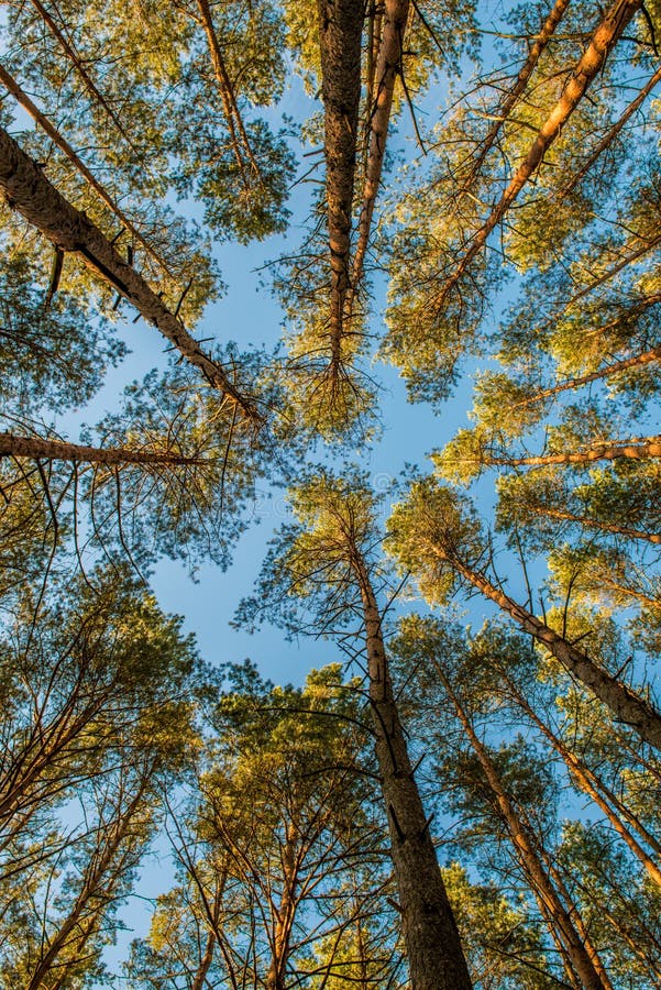 Forest low angle stock image. Image of view, light, trees - 73818455