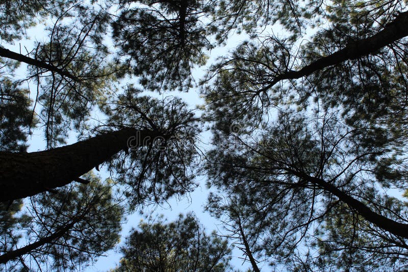 The forest from low angle stock image. Image of angle - 157845789