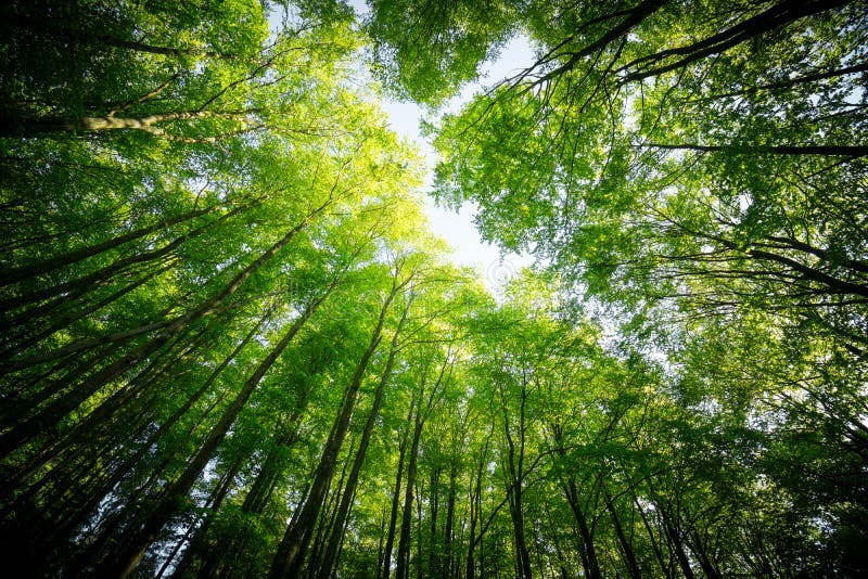 Forest, Lush Foliage, Tall Trees at Spring or Early Summer. Stock Photo ...