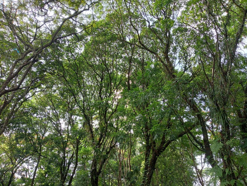 Forest, Lush Foliage, Tall Trees at Spring or Early Summer Stock Image ...