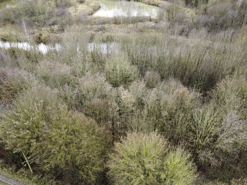Forest in Lush Green with Healthy Conifers Stock Photo - Image of ...