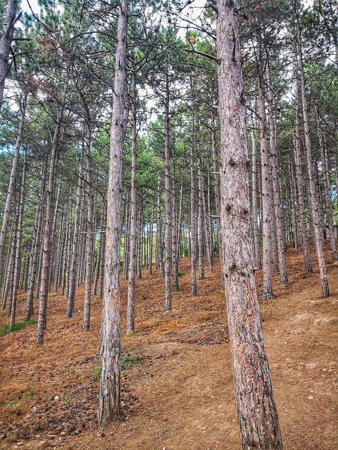 Forest in macedonia stock image. Image of macedonia - 153763729