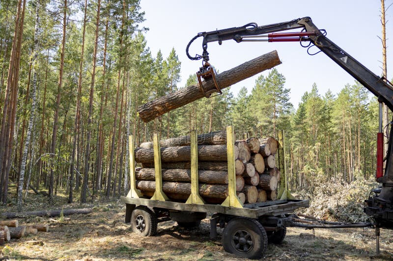 Professional Logging. the Process of Loading Logs Onto a Trailer for ...