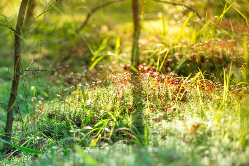 Forest macro wallpaper stock photo. Image of summer - 118922780