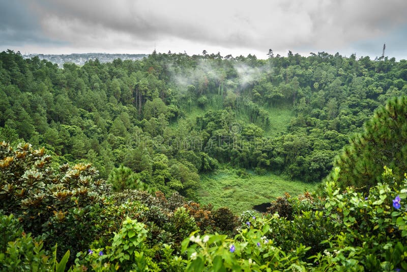 Forest Made from Dry Lake in Mauritius in a Cloudy Day Stock Photo ...