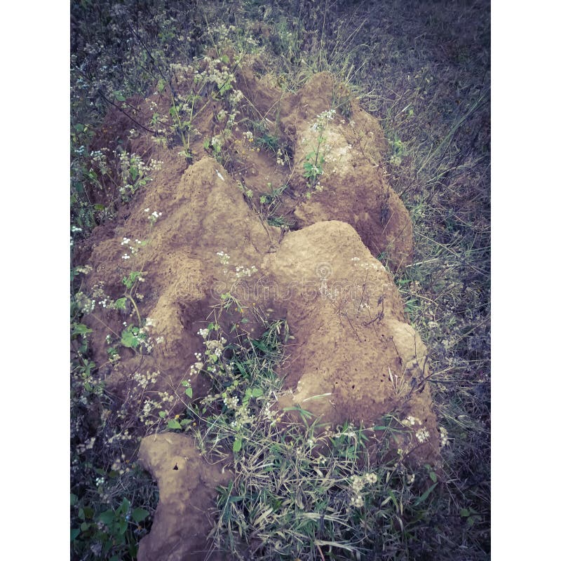 The Photography Of Ant House In The Forest Stock Image - Image of ...