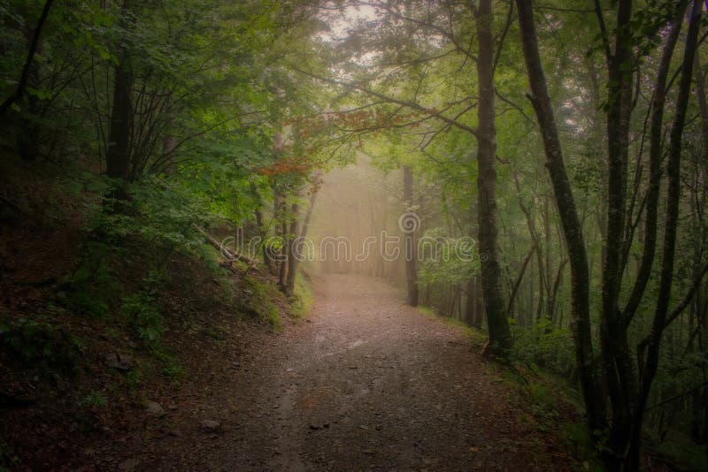Magic Path stock image. Image of enchanted, foliage, craggy - 27412197