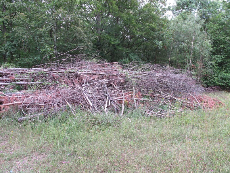 Forest Maintenance and Cleanup in the Forest Stock Image - Image of ...